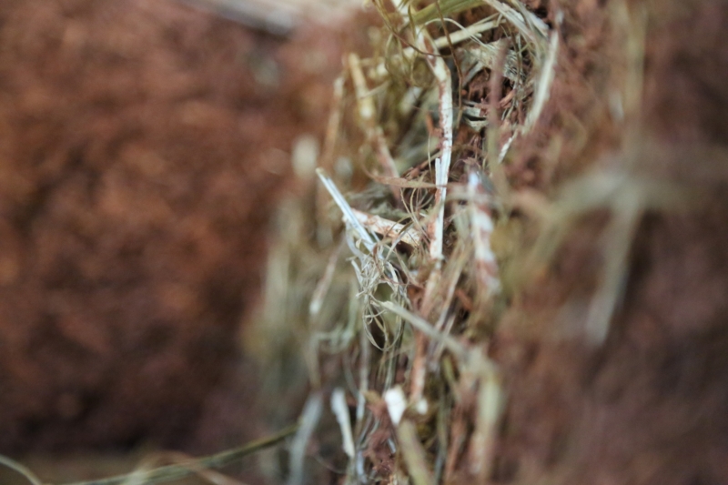 Cob houses – built using a mixture of earth and natural fibre – have ...